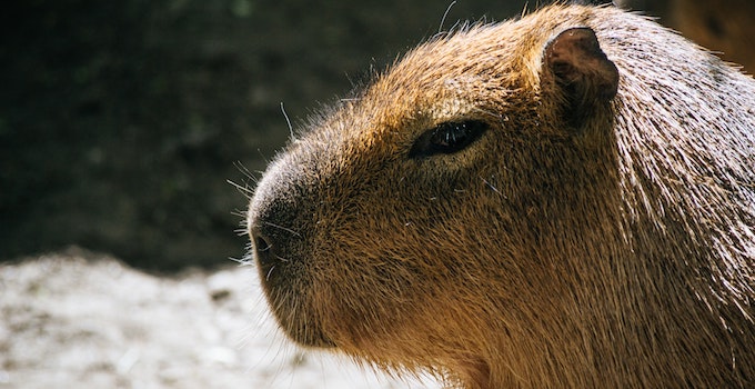 Debugging Capybara Failures - Zillow Tech Hub Debugging Capybara Failures - Zillow Tech Hub