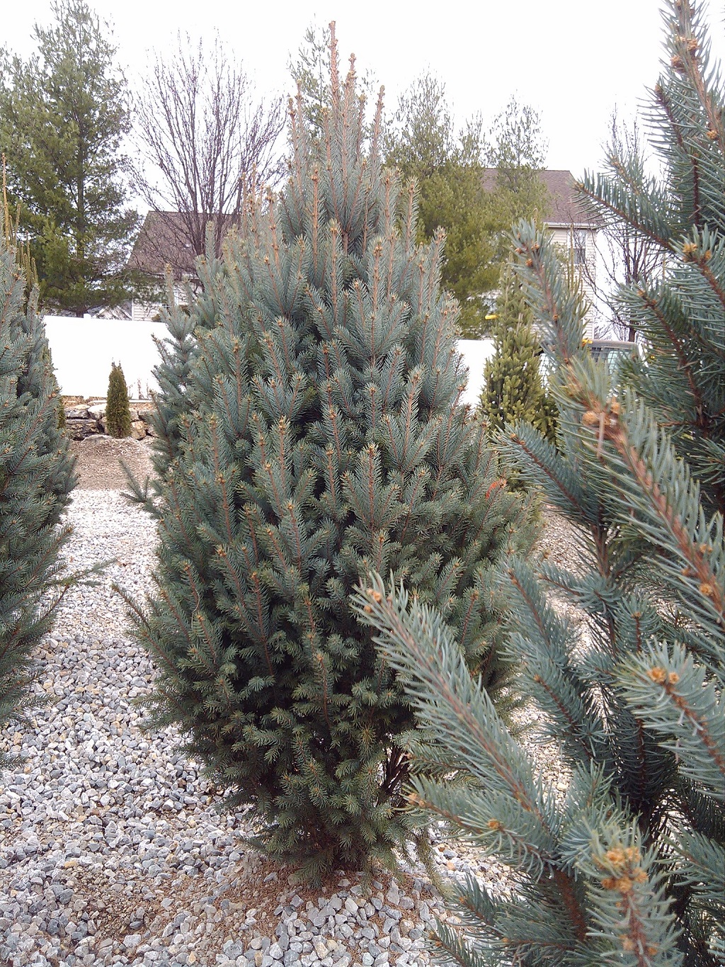 What Types of Christmas Trees To Get In NYC | StreetEasy Blog